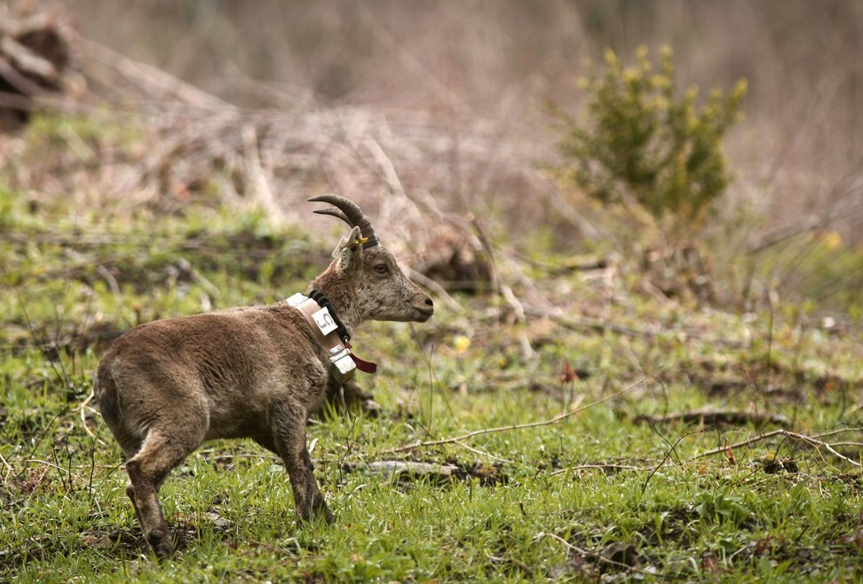 Ibex wild goats’ reintroduction in French Pyrenees a success story so ...
