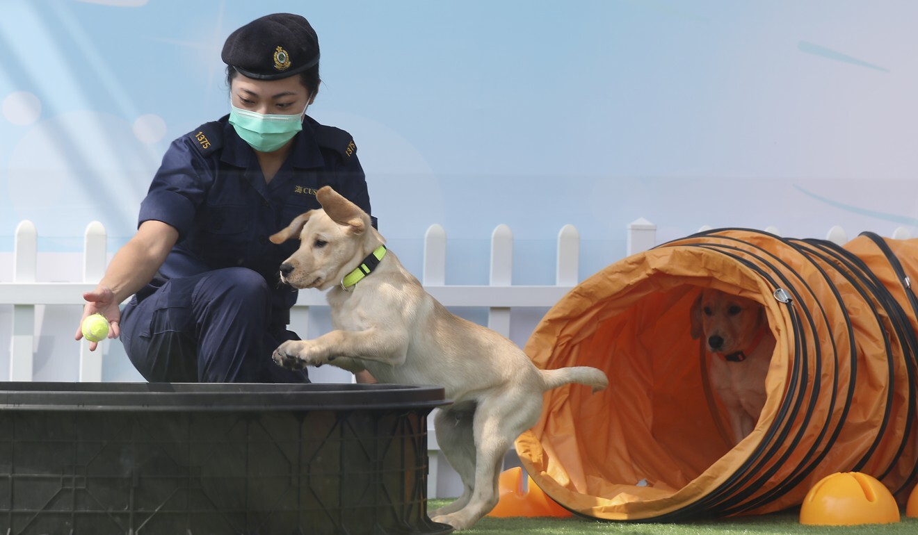 Hong Kong customs’ puppies report for detection duty as department’s ...