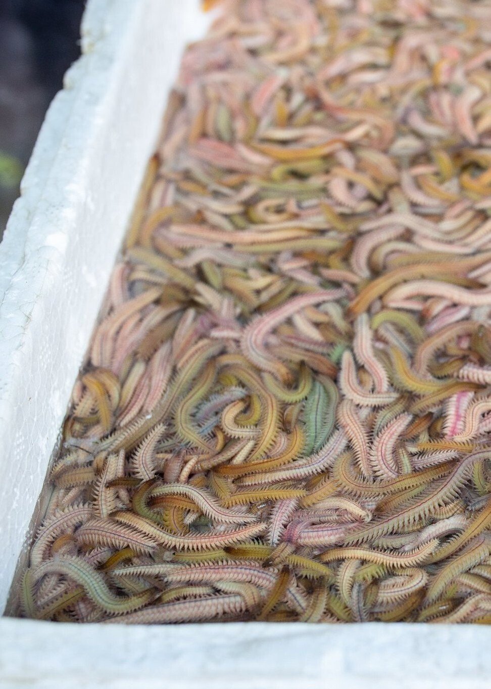 Tastes like caviar: worm omelette, a seasonal Vietnamese delicacy ...