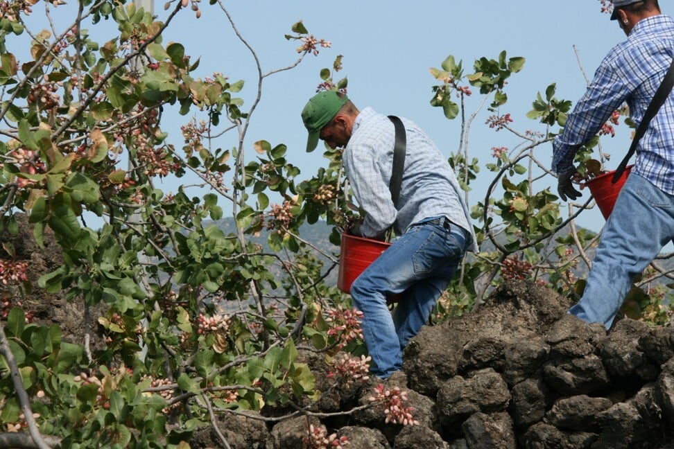 Story of the pistachio: the nut’s origins in the Middle East, and how ...