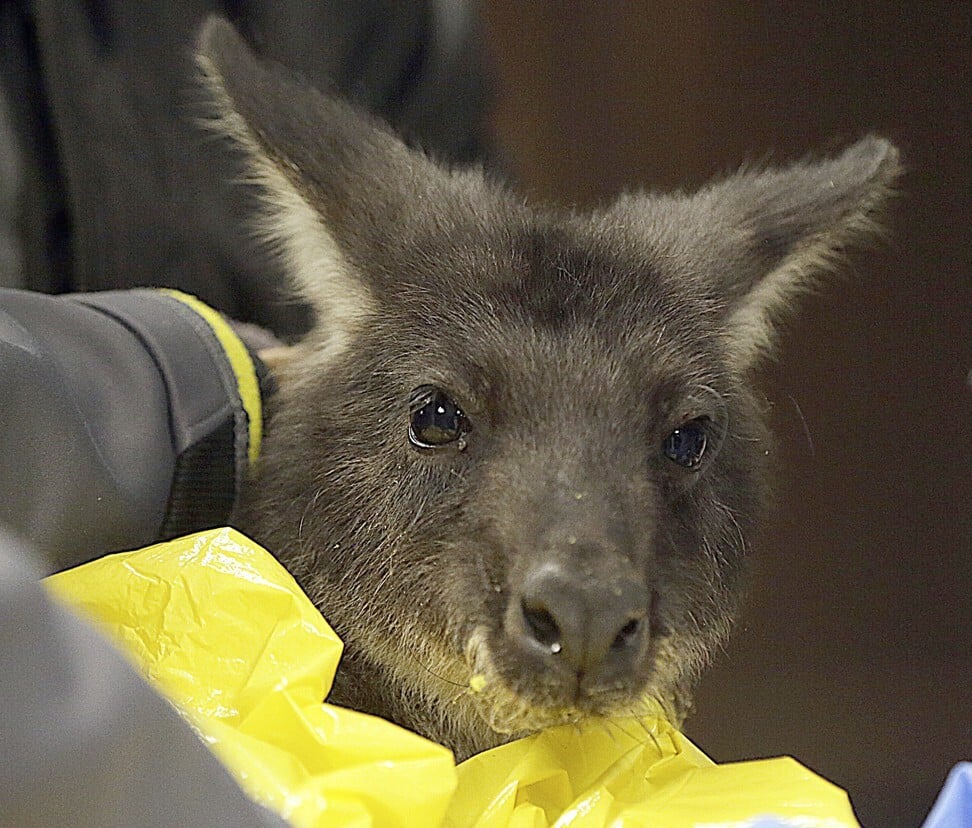 Wally the escaped wallaroo rescued from river after police chase near ...