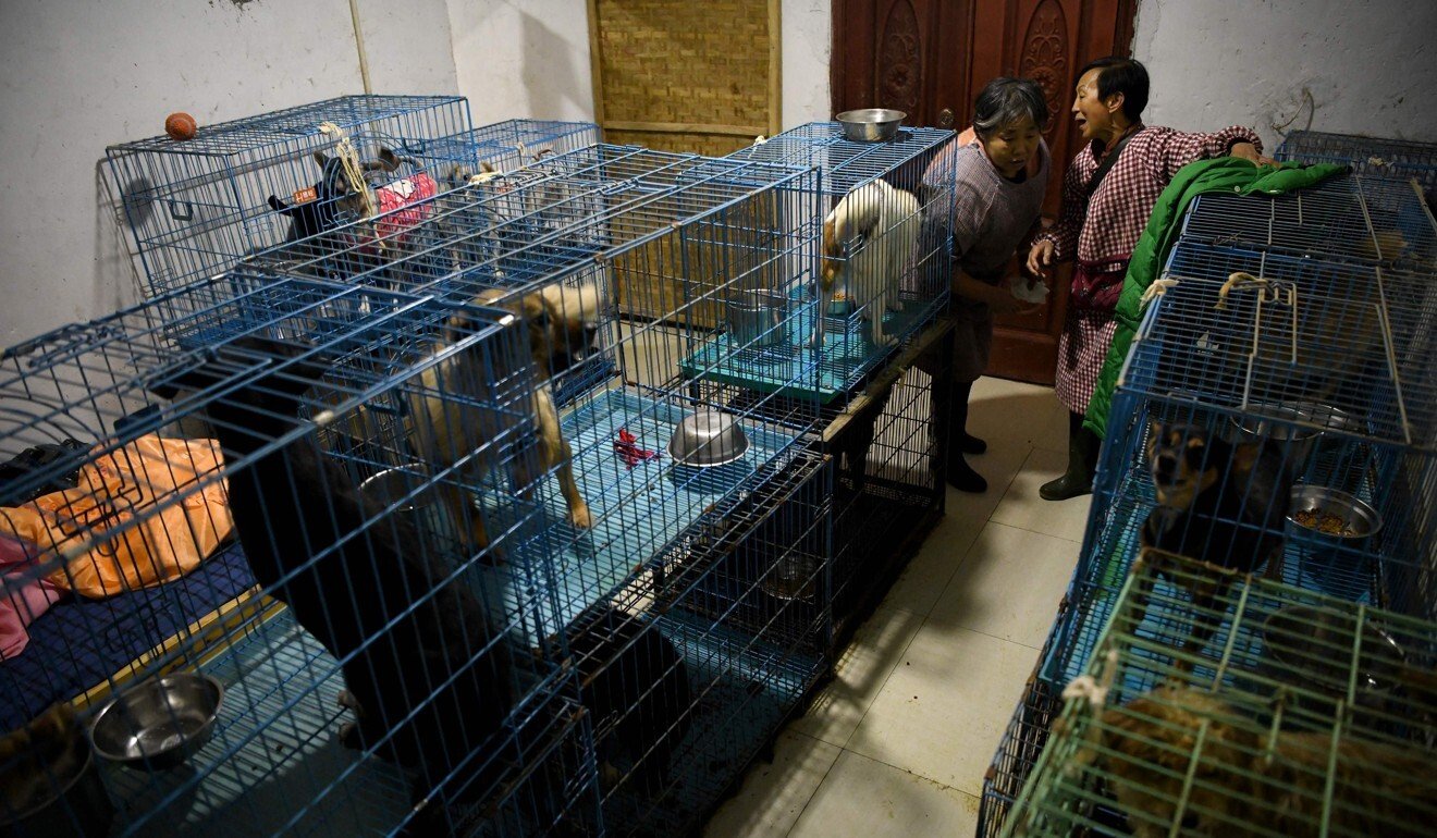 Dog’s life for China animal rescuer who shares her home with 1,300 ...
