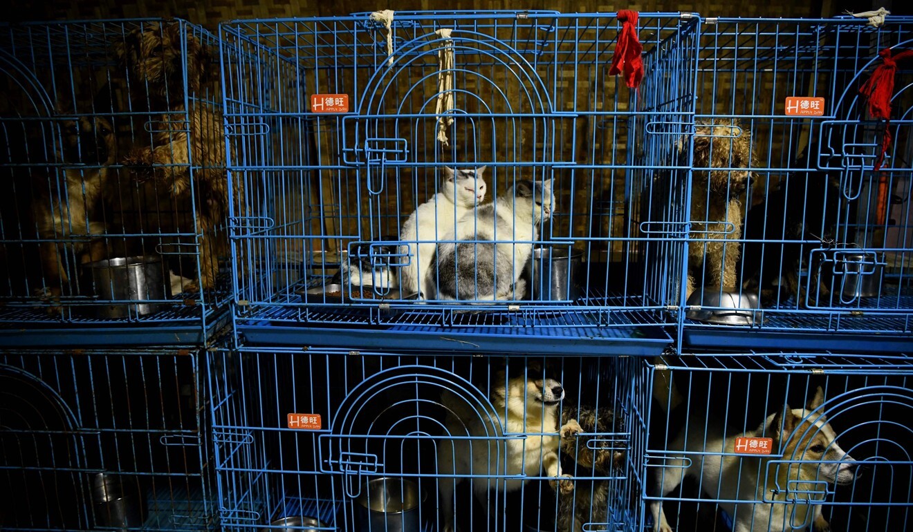 Dog’s life for China animal rescuer who shares her home with 1,300 ...