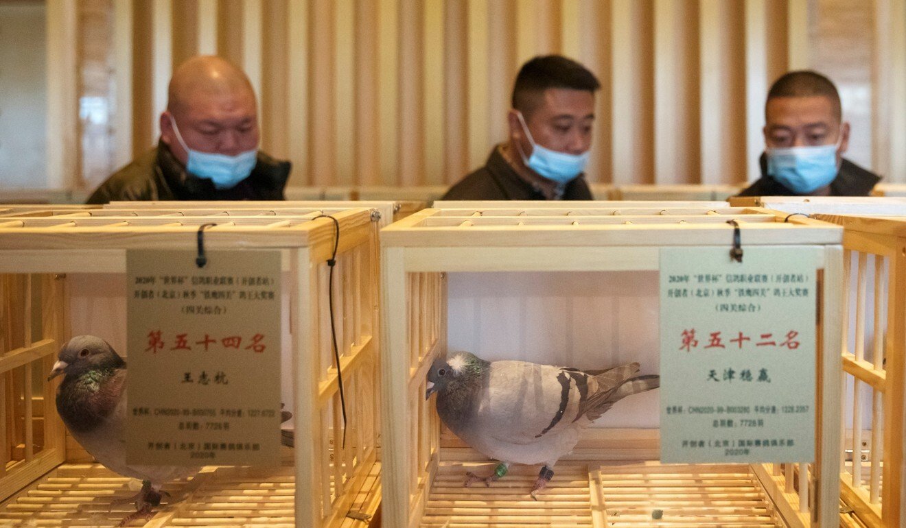 China’s pigeon racing enthusiasts are flying high | South China Morning ...