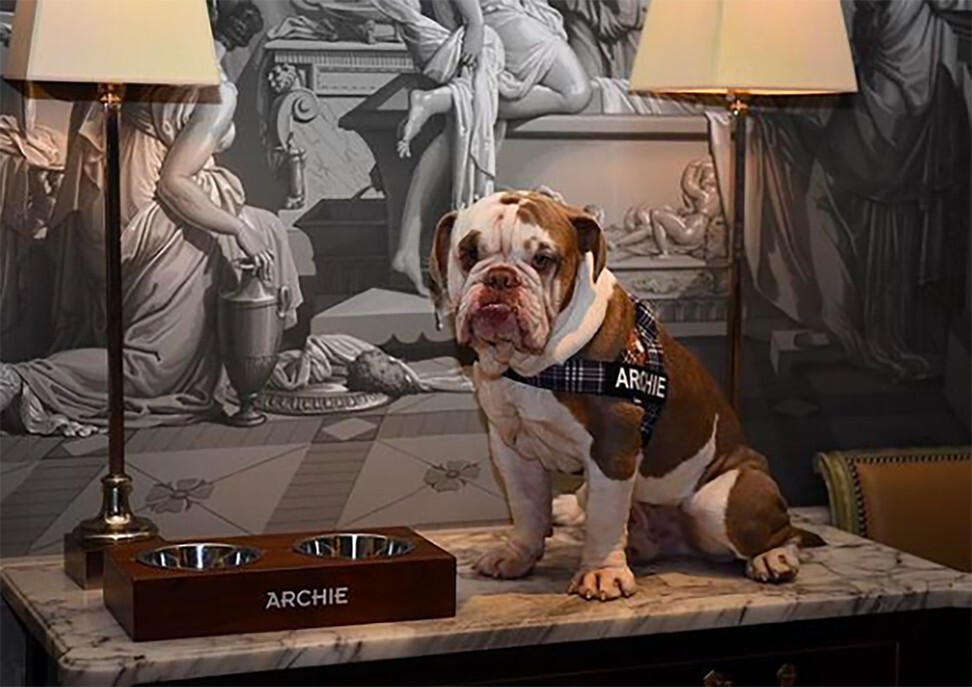 The dog and cat ambassadors at luxury hotels and resorts make a career ...
