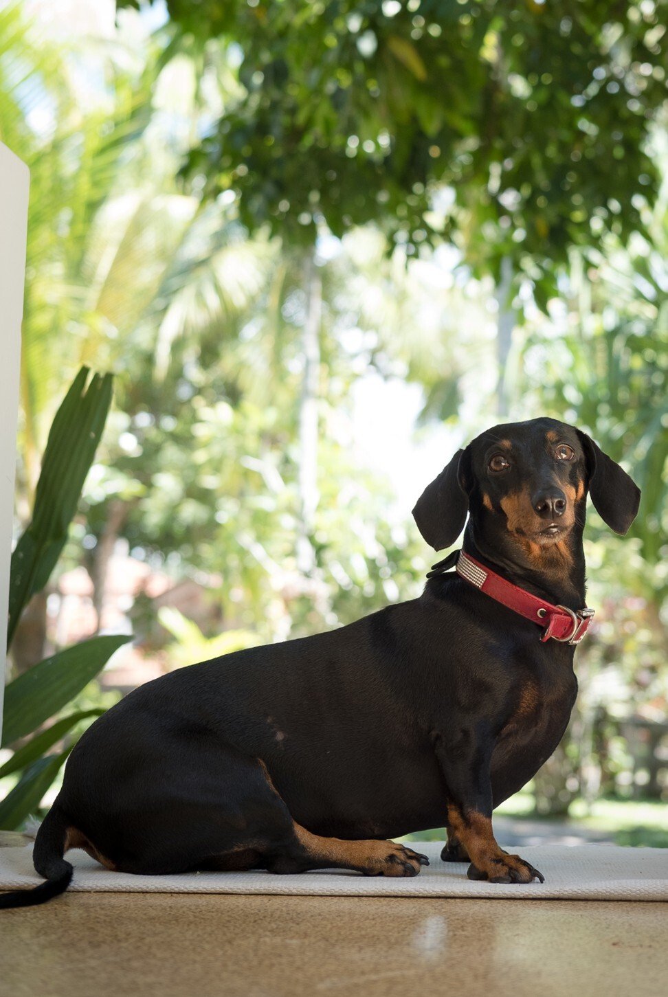 The dog and cat ambassadors at luxury hotels and resorts make a career ...