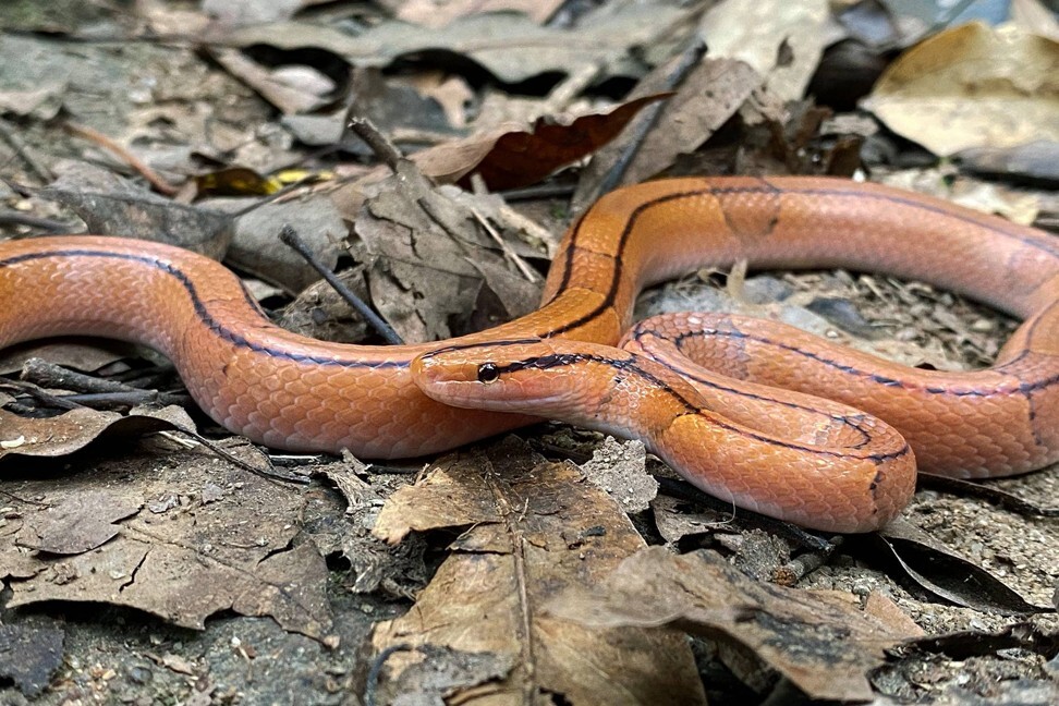 Facebook snake photo competition: incredible images of Hong Kong snakes ...