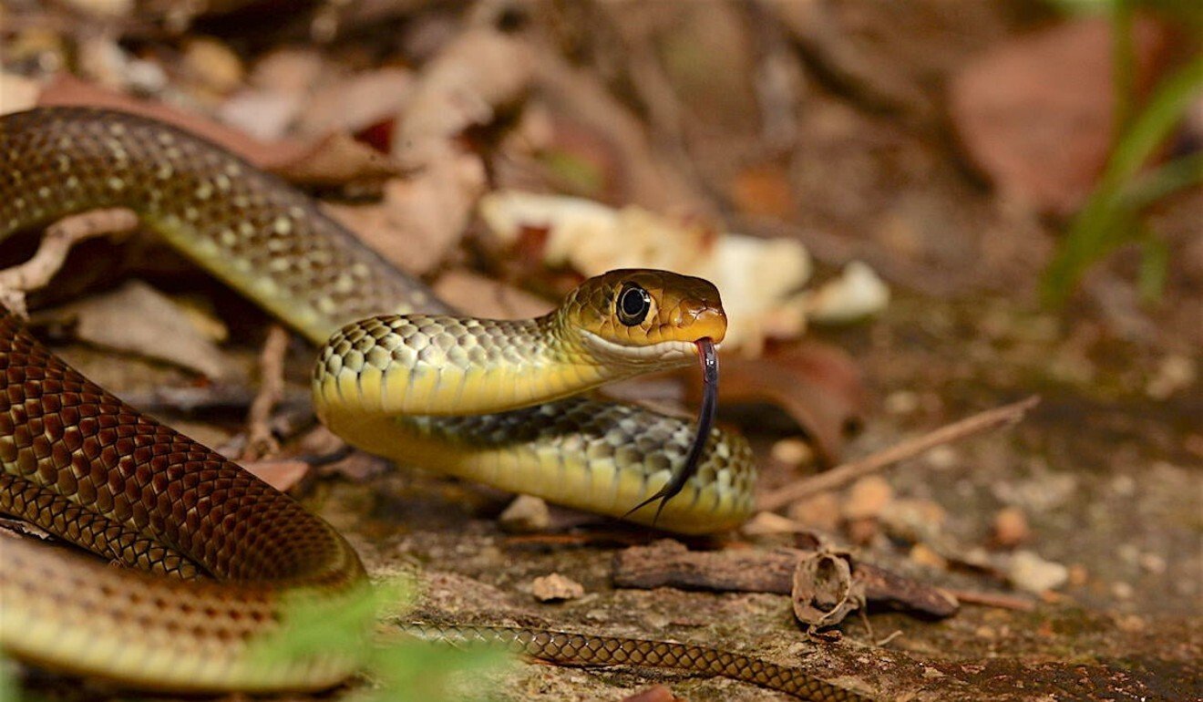Facebook snake photo competition: incredible images of Hong Kong snakes ...