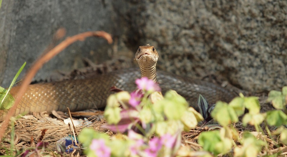 Facebook snake photo competition: incredible images of Hong Kong snakes ...