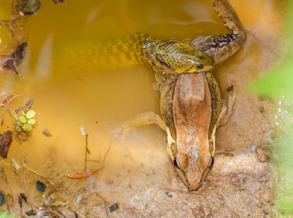 Facebook snake photo competition: incredible images of Hong Kong snakes ...
