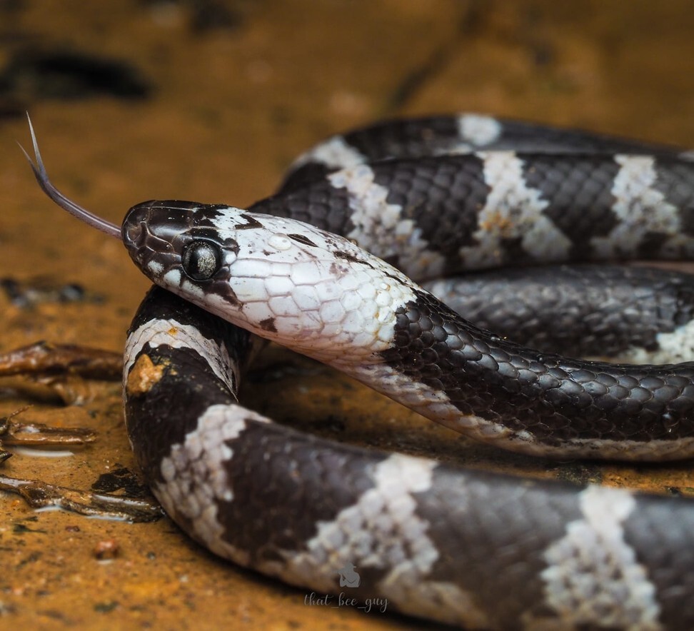 Facebook snake photo competition: incredible images of Hong Kong snakes ...