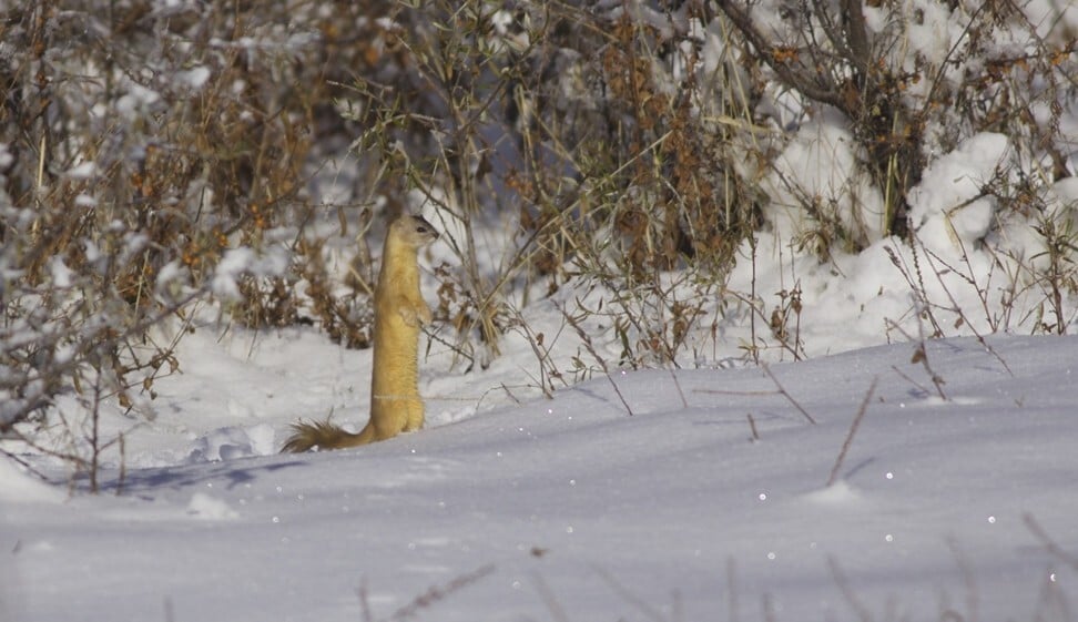 Birding is cool in China and the birds in Beijing are more varied than ...