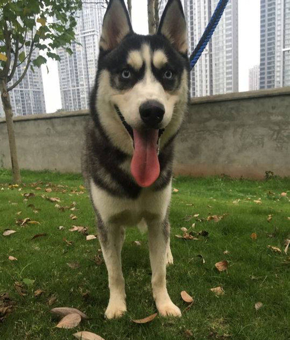 Pet detective services grow in China as cat and dog ownership rises ...