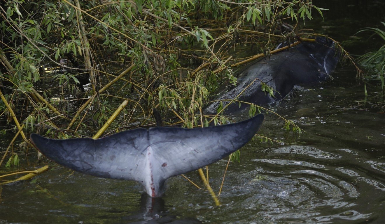 Young whale put down after getting stranded in London’s River Thames ...