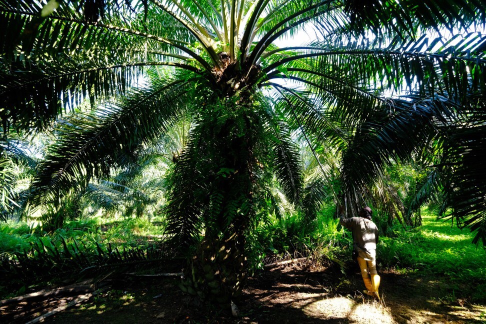 Chocolate to get more expensive as palm oil prices skyrocket | South ...