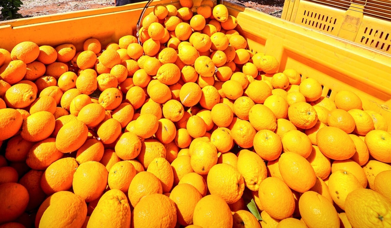 Severe drought in Brazil puts world’s oranges, coffee at risk | South ...