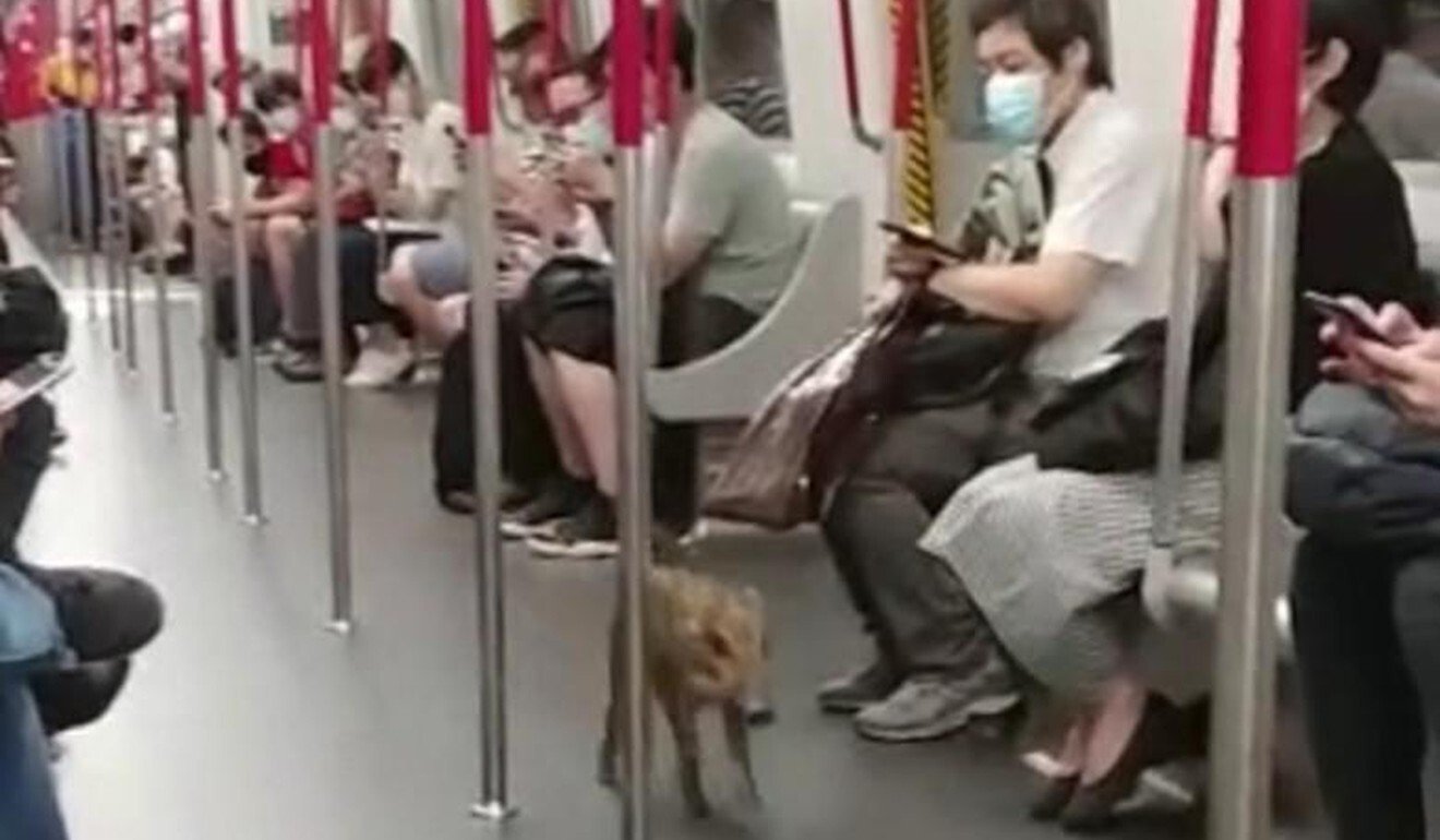 Young boar’s Hong Kong train trip sparks calls for stiffer fines for ...