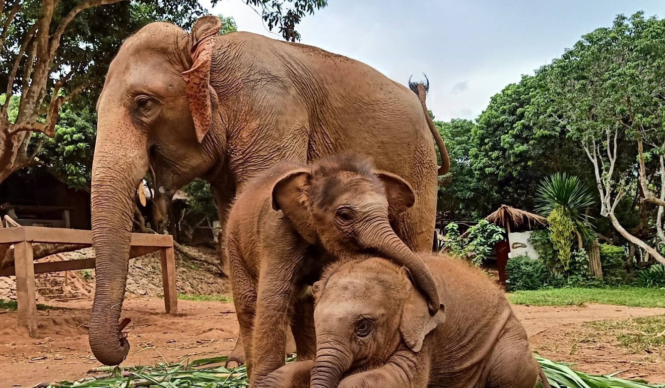 From India to Thailand, plastic pollution threatens Asia’s elephants ...