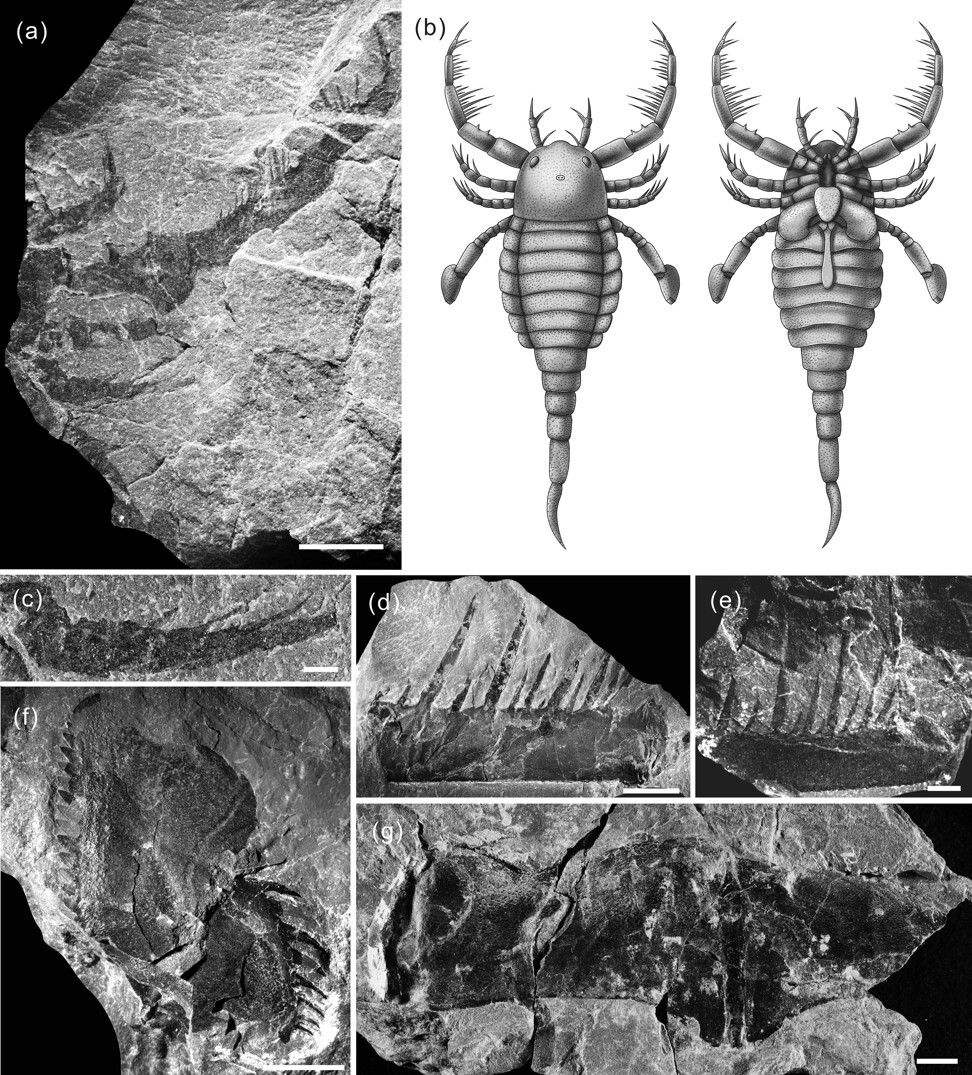 Chinese scientists unearth ancient underwater scorpion that was the ...