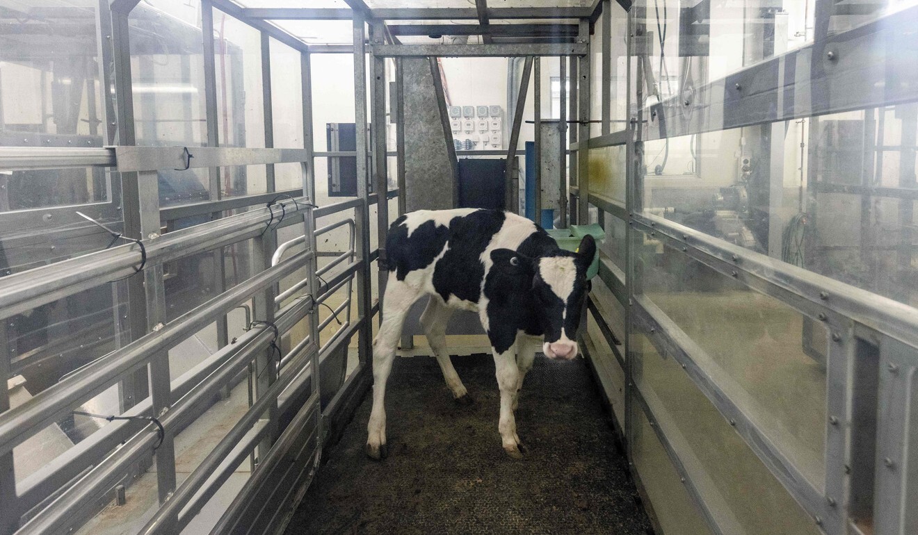 New Zealand scientists work on methane ‘vaccine’ to reduce cow ...