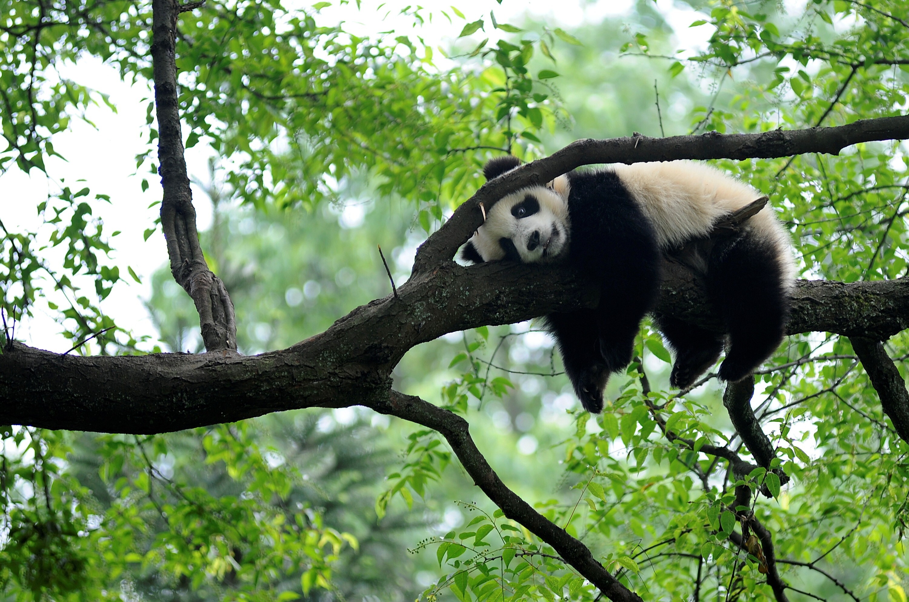 Sleeping Giant Panda