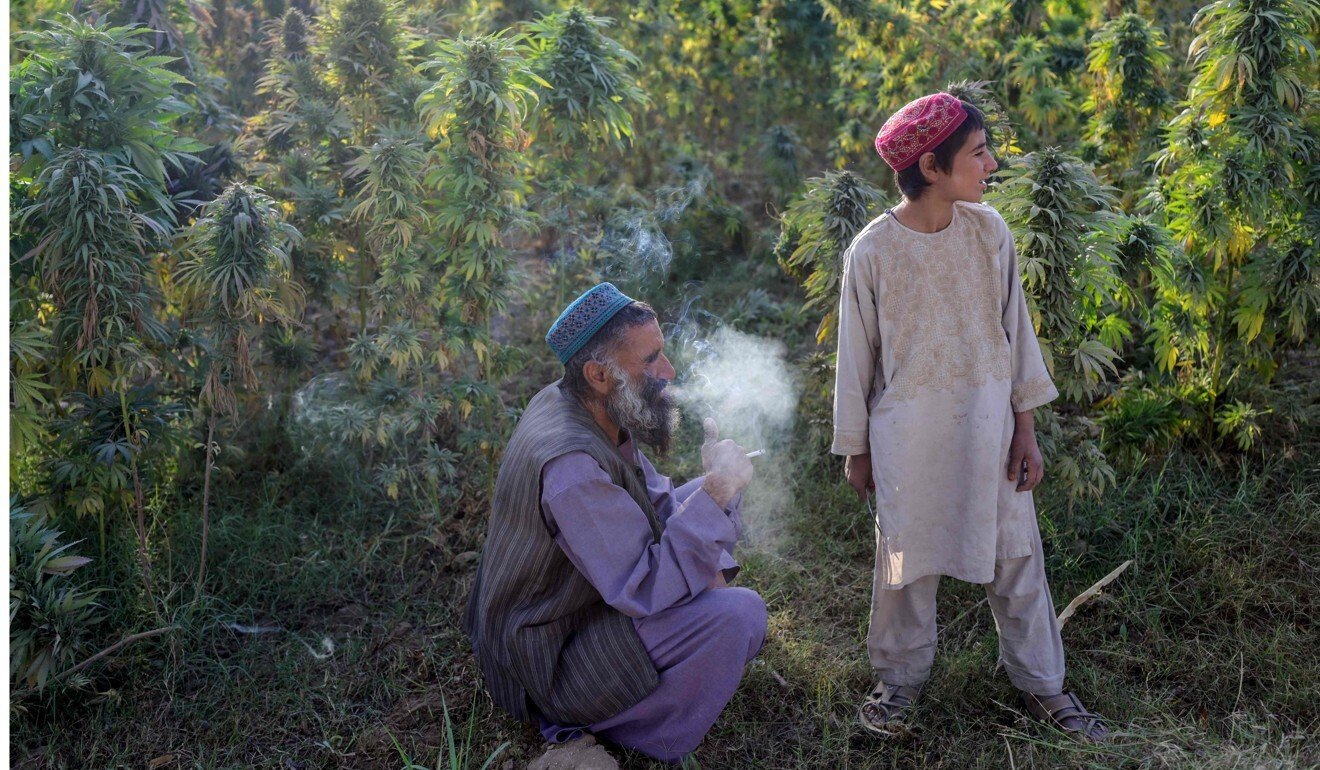 Afghanistan’s cannabis growers prosper, despite Taliban vow to crack ...