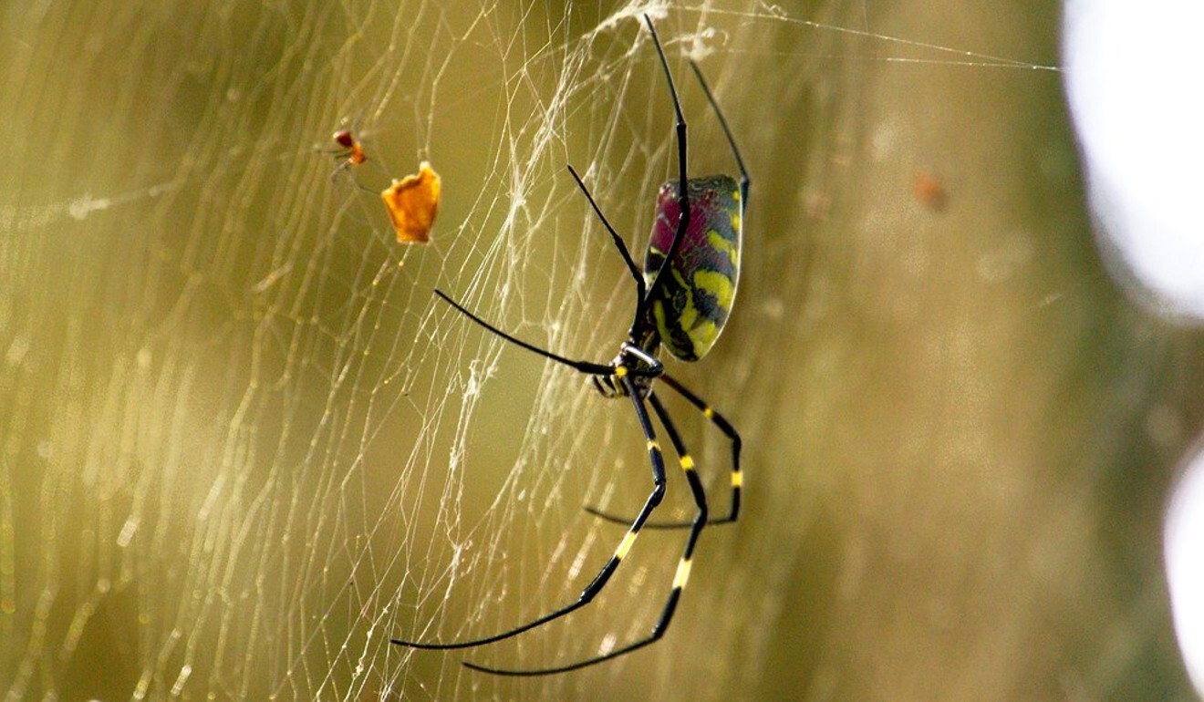 Massive Asian spider takes hold in US, sending humans scurrying | South ...