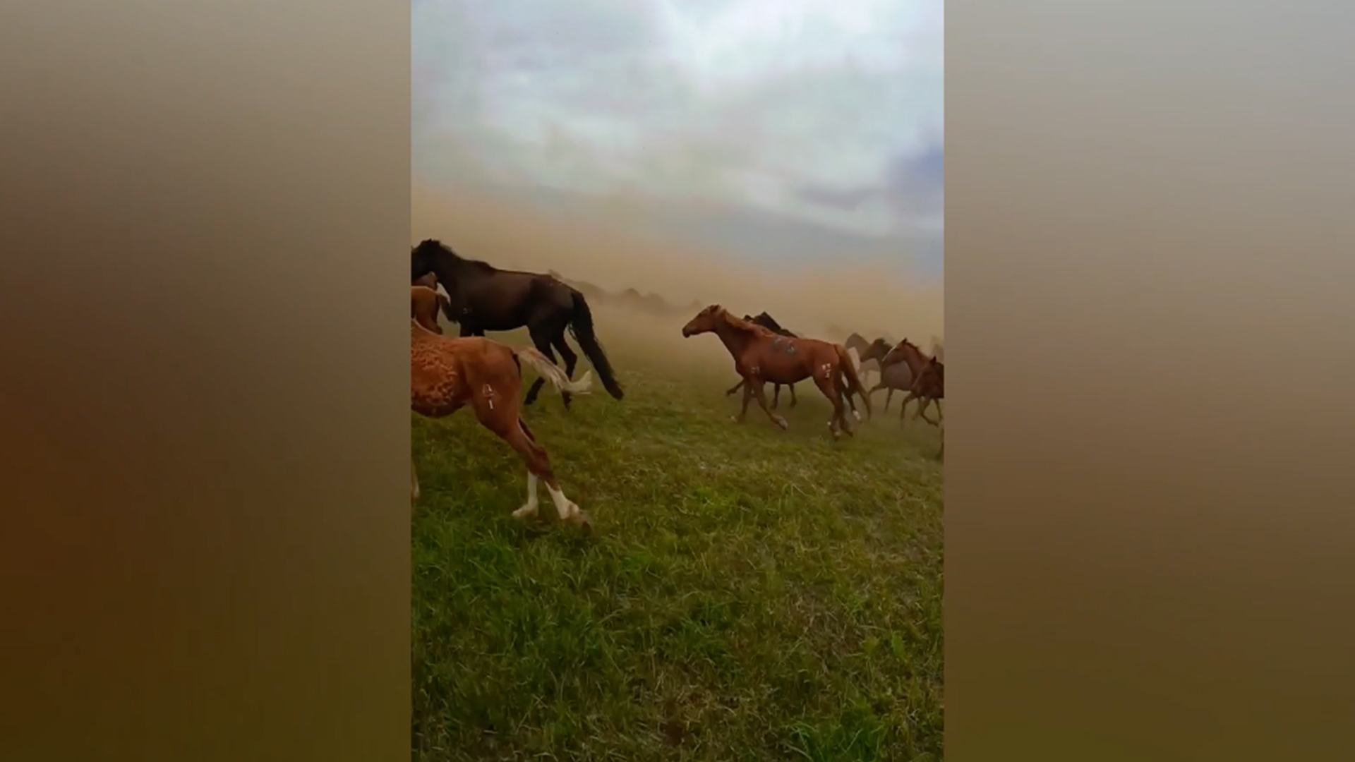 Horses were running between Asia, North America 50,000 years ago: study ...