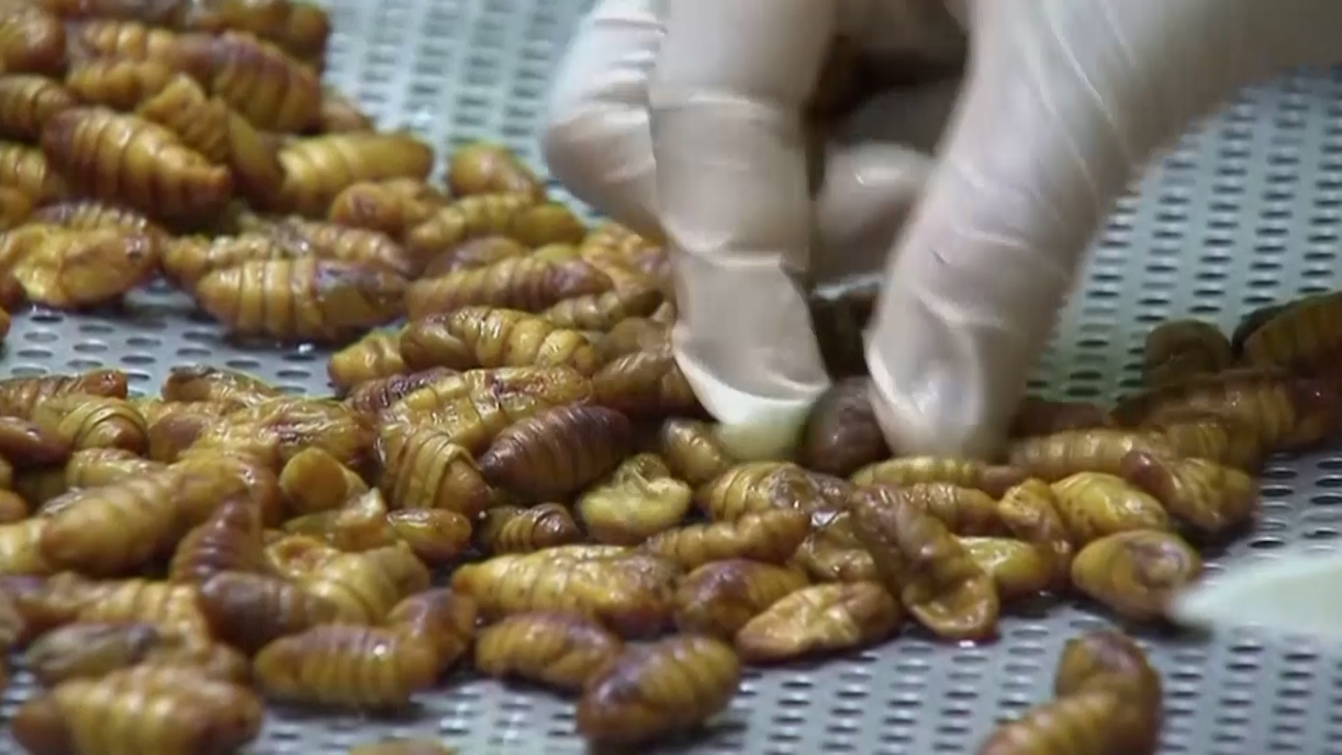 Are China’s vast bamboo forests the answer to forever fossil plastics ...