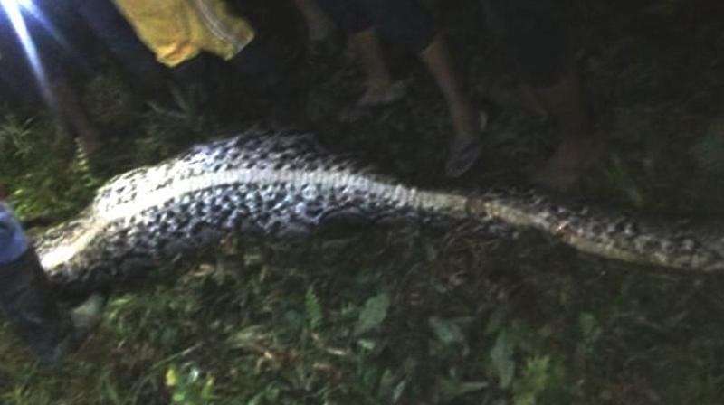 Giant Anaconda Eats Man