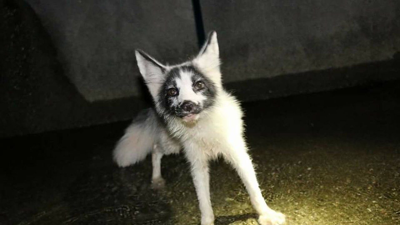 Baby Marble Fox