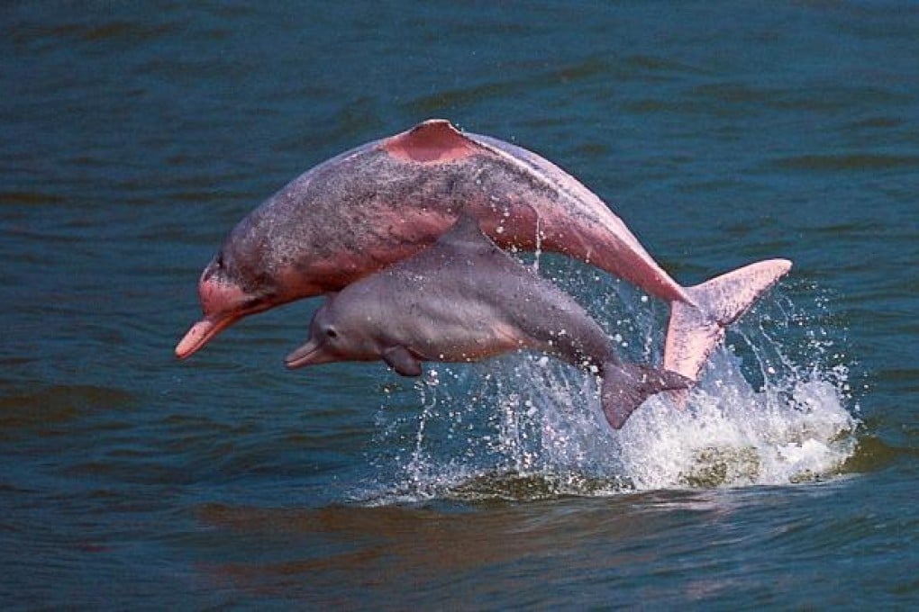 land dolphin