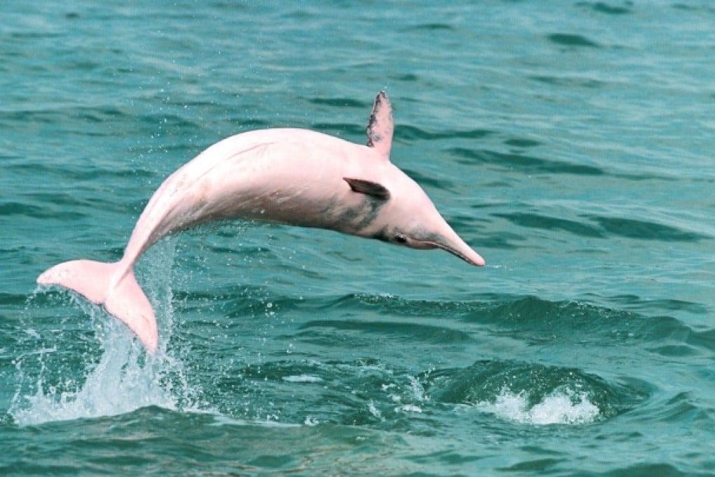 pink dolphins