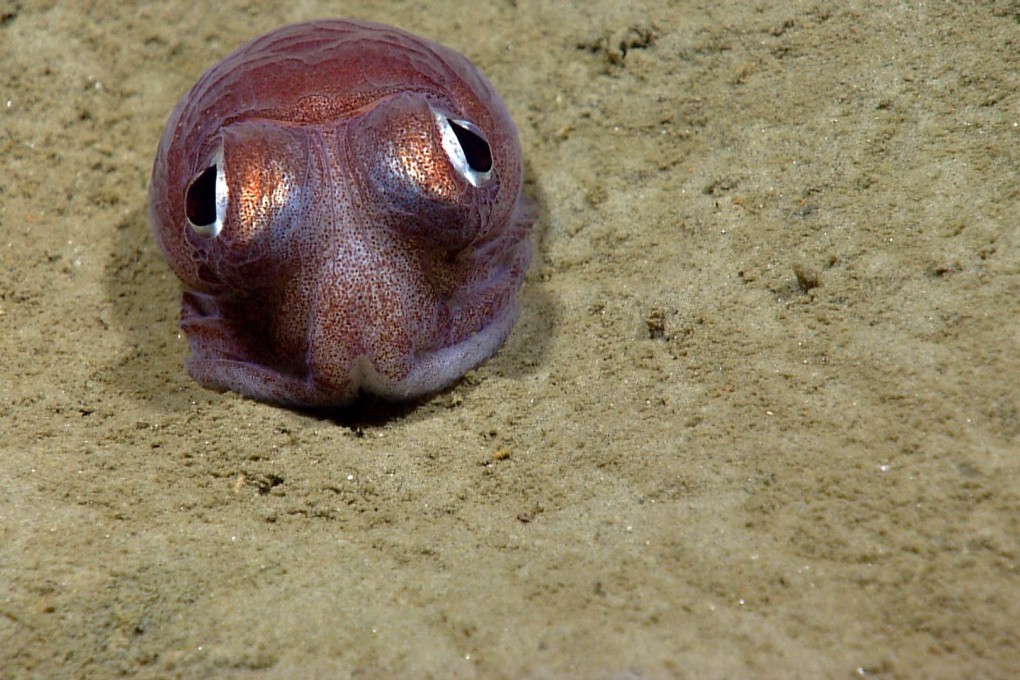 Deep Sea TV the latest reality show to plumb new depths | South China ...