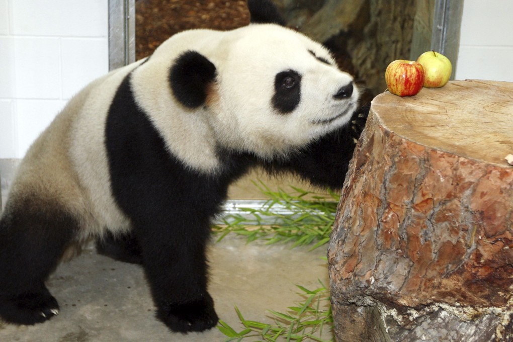 Adelaide Zoo’s giant pandas fail to breed | South China Morning Post