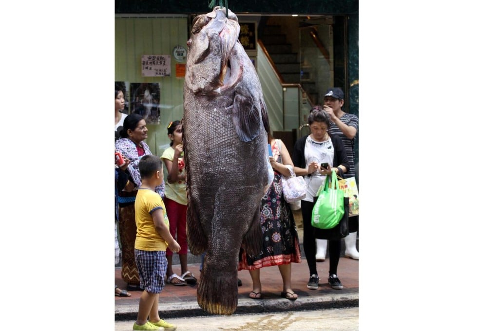 Giant Grouper Fish In Chinese