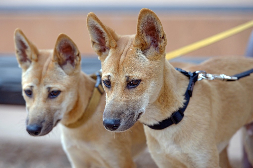 australian wild dog breeds