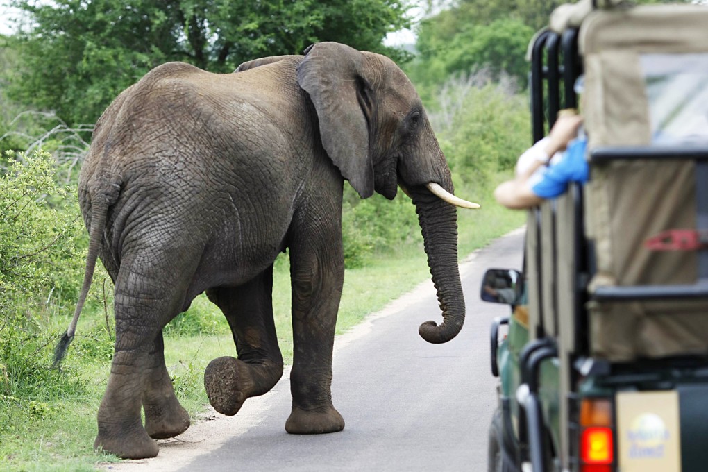 elephant attack kruger