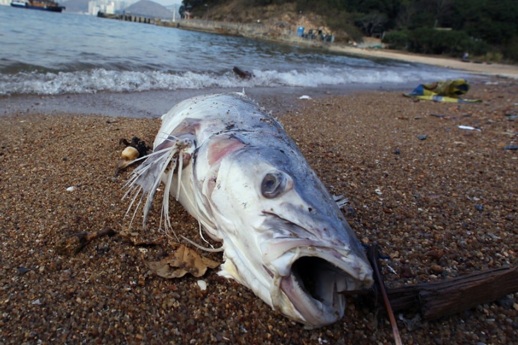 Something stinks in Lamma 'mystery' as hundreds of rotting dead fish ...