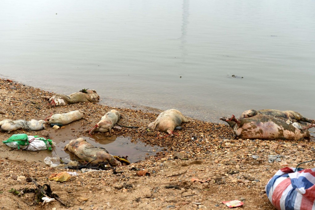 Alarm as over 150 pig carcasses found in China's Gan River | South ...