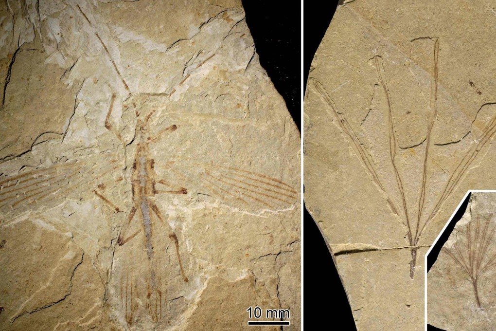 Fossil of world's oldest stick insect found in Liaoning prehistoric ...
