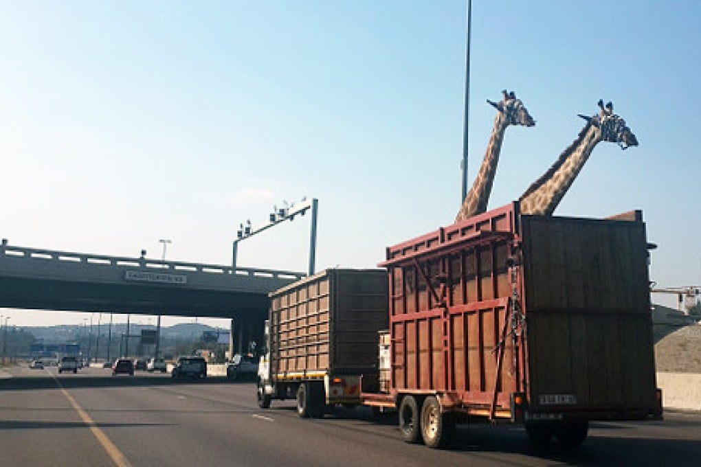 Giraffe travelling down road on truck hits head on bridge and dies ...