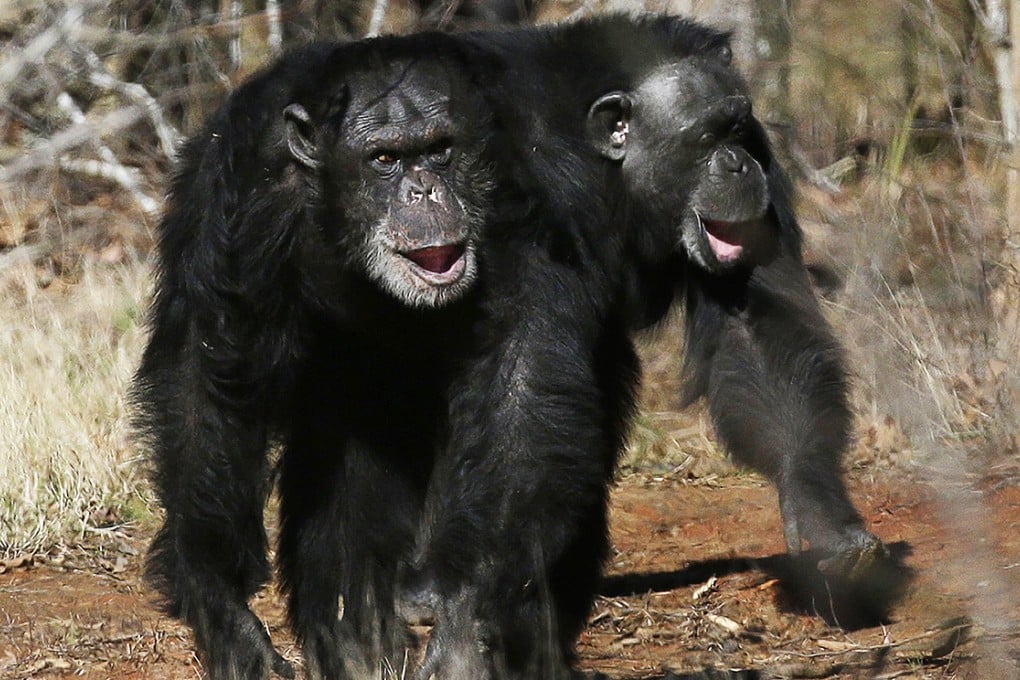 Chimpanzees wired for war, 50-year study in Africa shows | South China ...