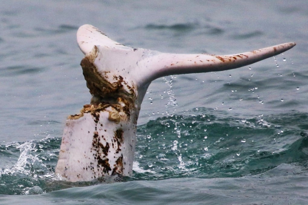 'Rescue protocol needed' as injured Hong Kong dolphin gets worse ...