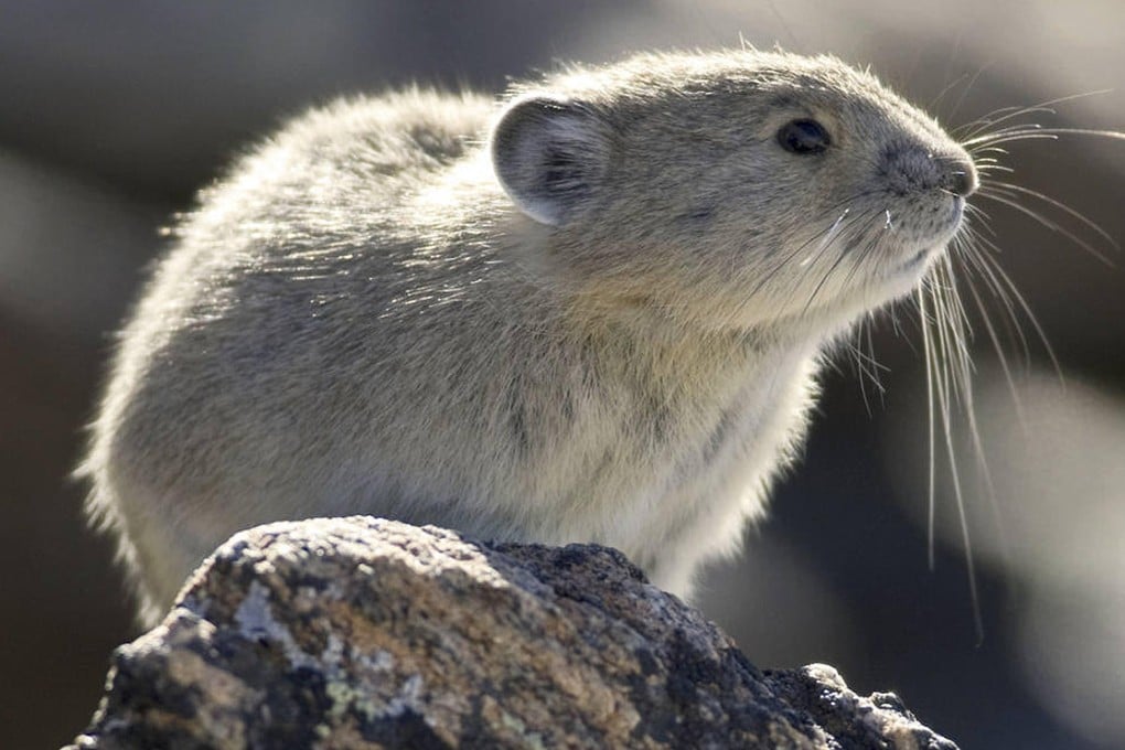 Climate change could wipe out 1 in 6 species if left unchecked | South ...