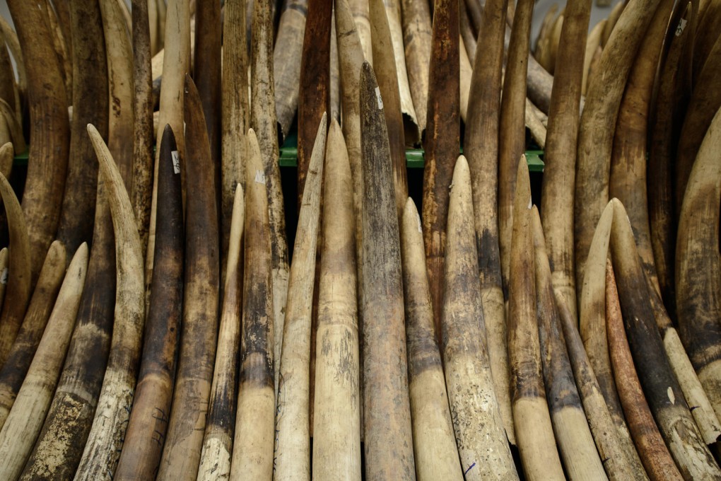 Hongkongers for the most part unaware about extent of illegal ivory ...