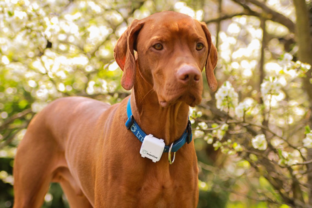 Trackers are a hi-tech solution to finding a lost pet | South China ...