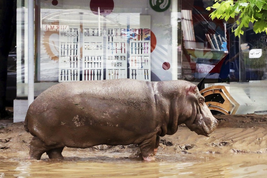 Zoo animals roam the streets as deadly floods hit Georgia capital ...