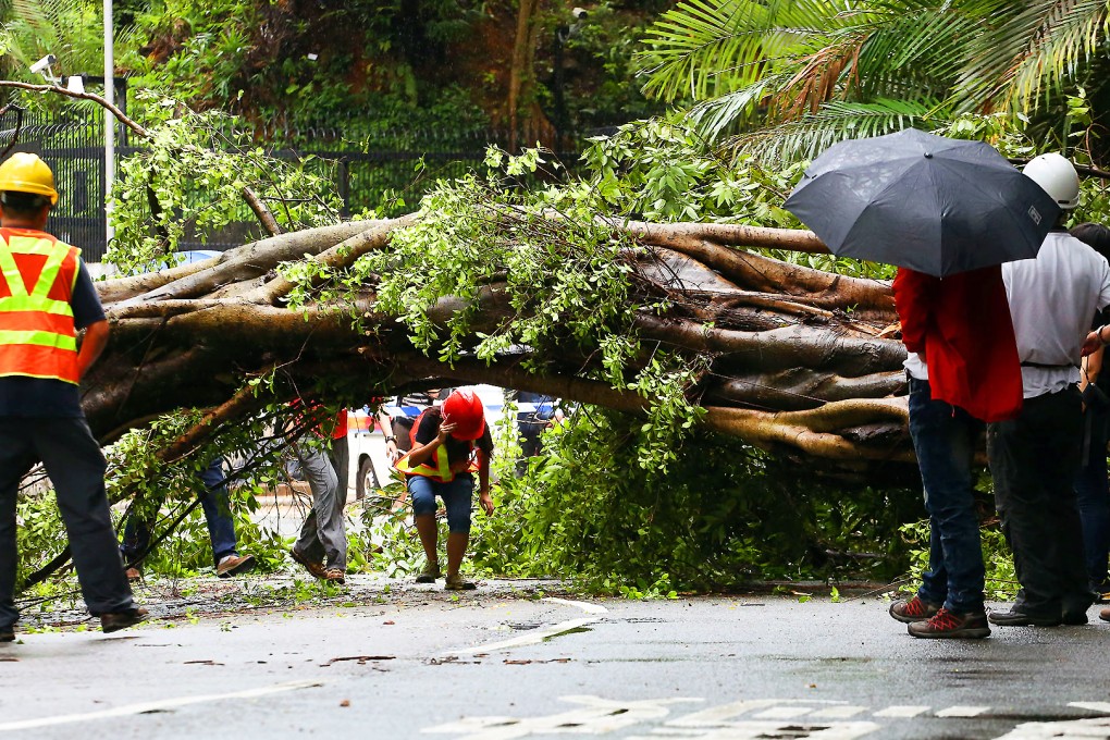 Massive Chinese banyan tree falls on woman on busy street in Hong Kong ...