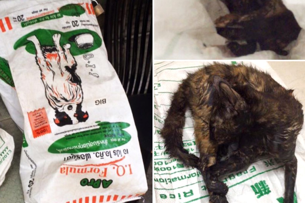 Cat and two of her kittens suffocate after being abandoned outside Hong ...
